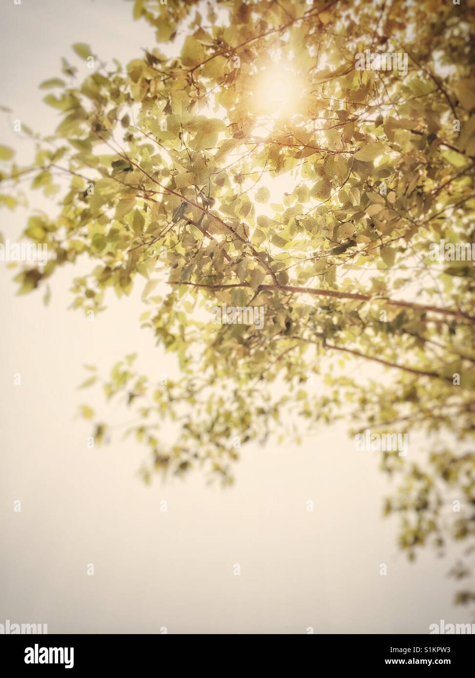 Soft backlight background abstract hi-res stock photography and images ...