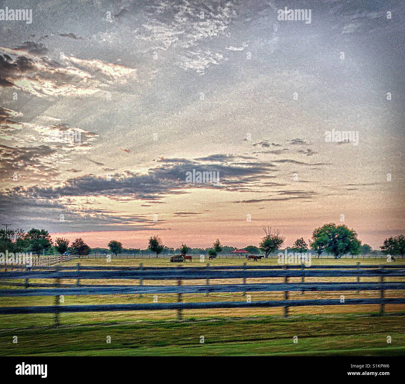 Horses in a pasture with sun rising on a beautiful Kansas morning Stock ...