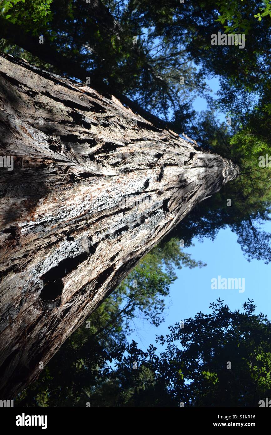 Base of tree hi-res stock photography and images - Alamy