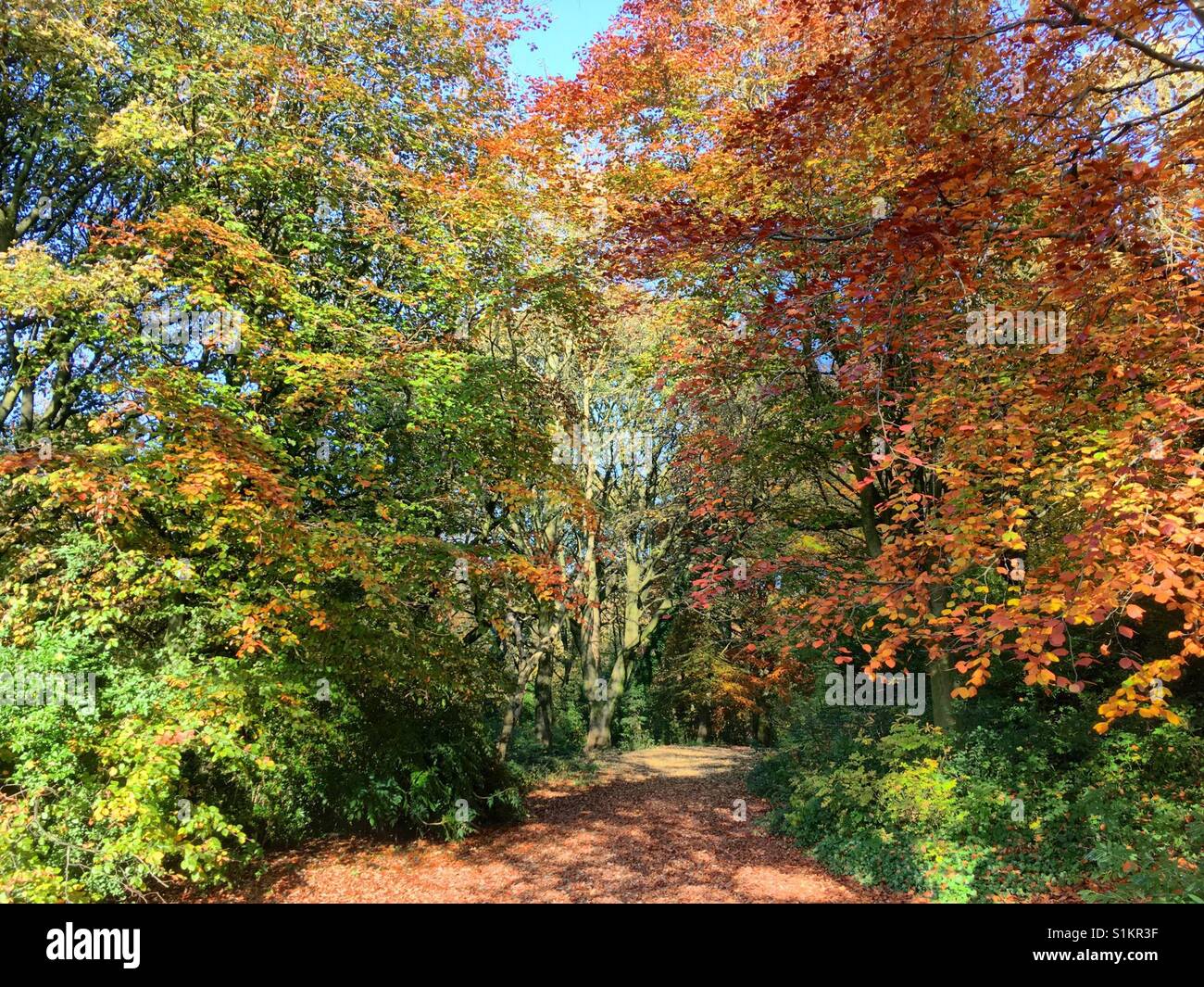 Autum trees hi-res stock photography and images - Alamy