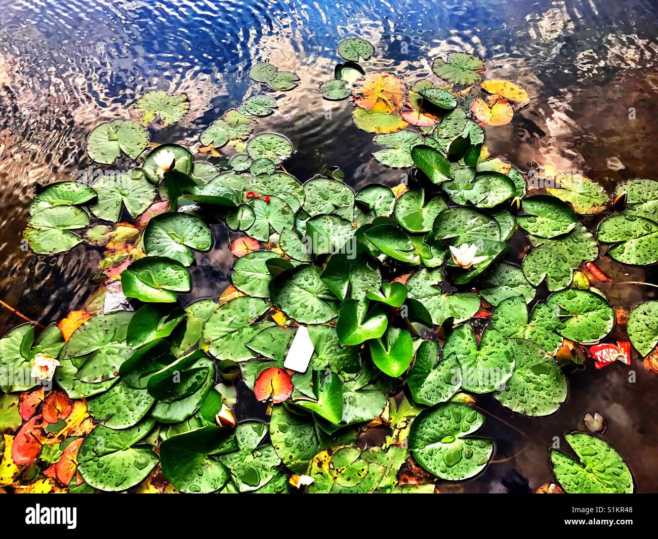 Lily pads in a pond hi-res stock photography and images - Alamy