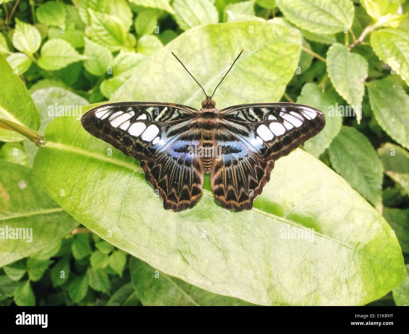 Butterfly blue clipper hi-res stock photography and images - Alamy
