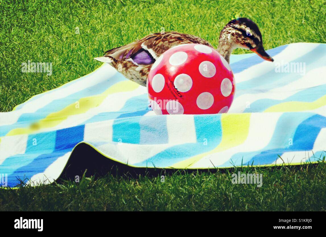Goal for duck!! Stock Photo - Alamy