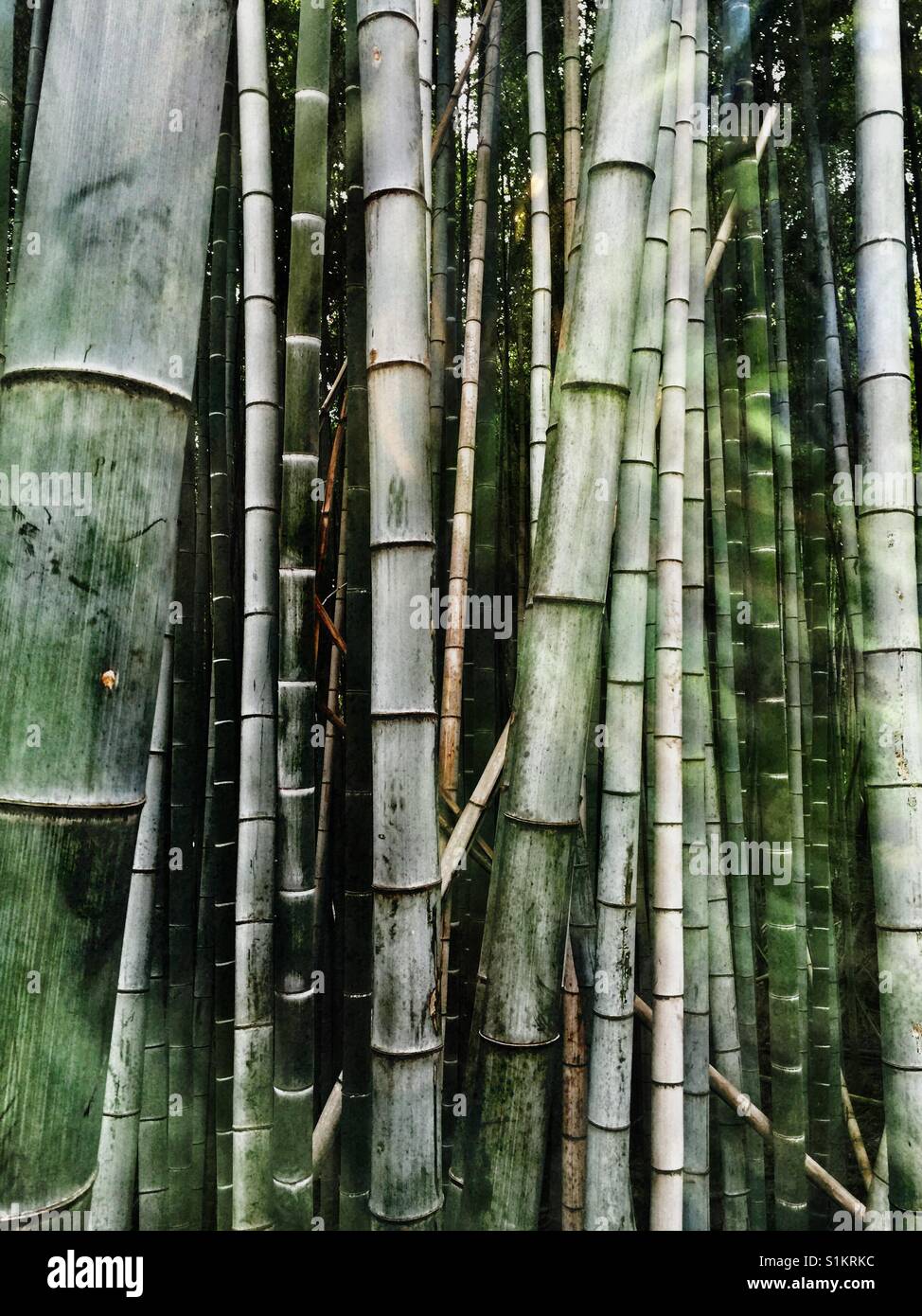 Bamboo renewable forest in Kyoto Stock Photo - Alamy