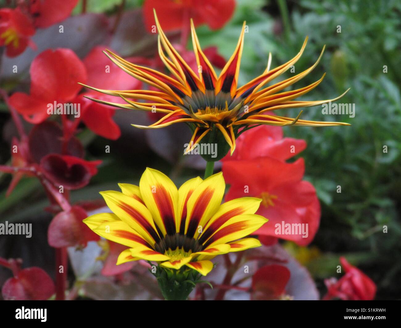 Two colors flower hi-res stock photography and images - Alamy