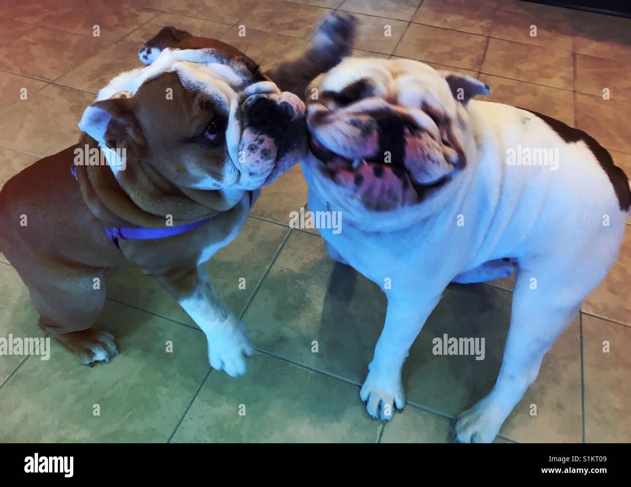 Bulldogs playing hi-res stock photography and images - Alamy