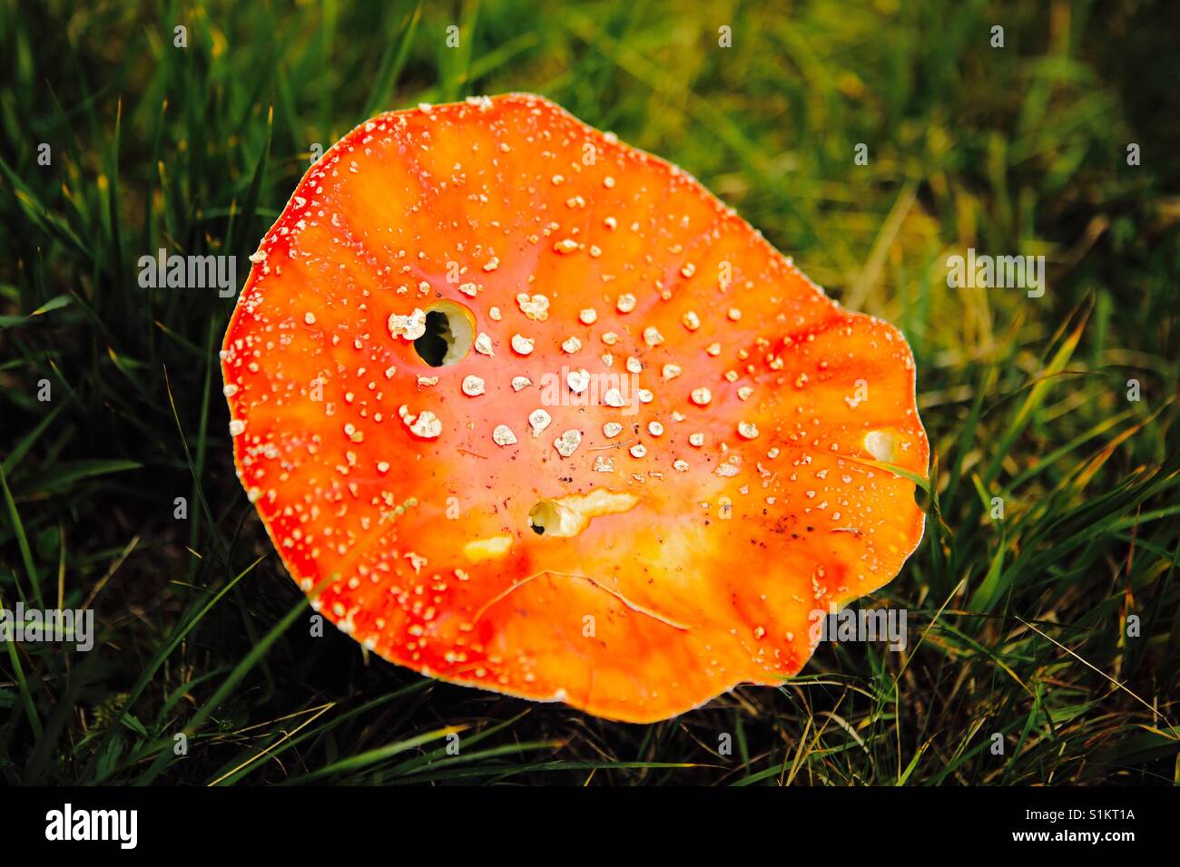 Strange green mushroom hi-res stock photography and images - Alamy