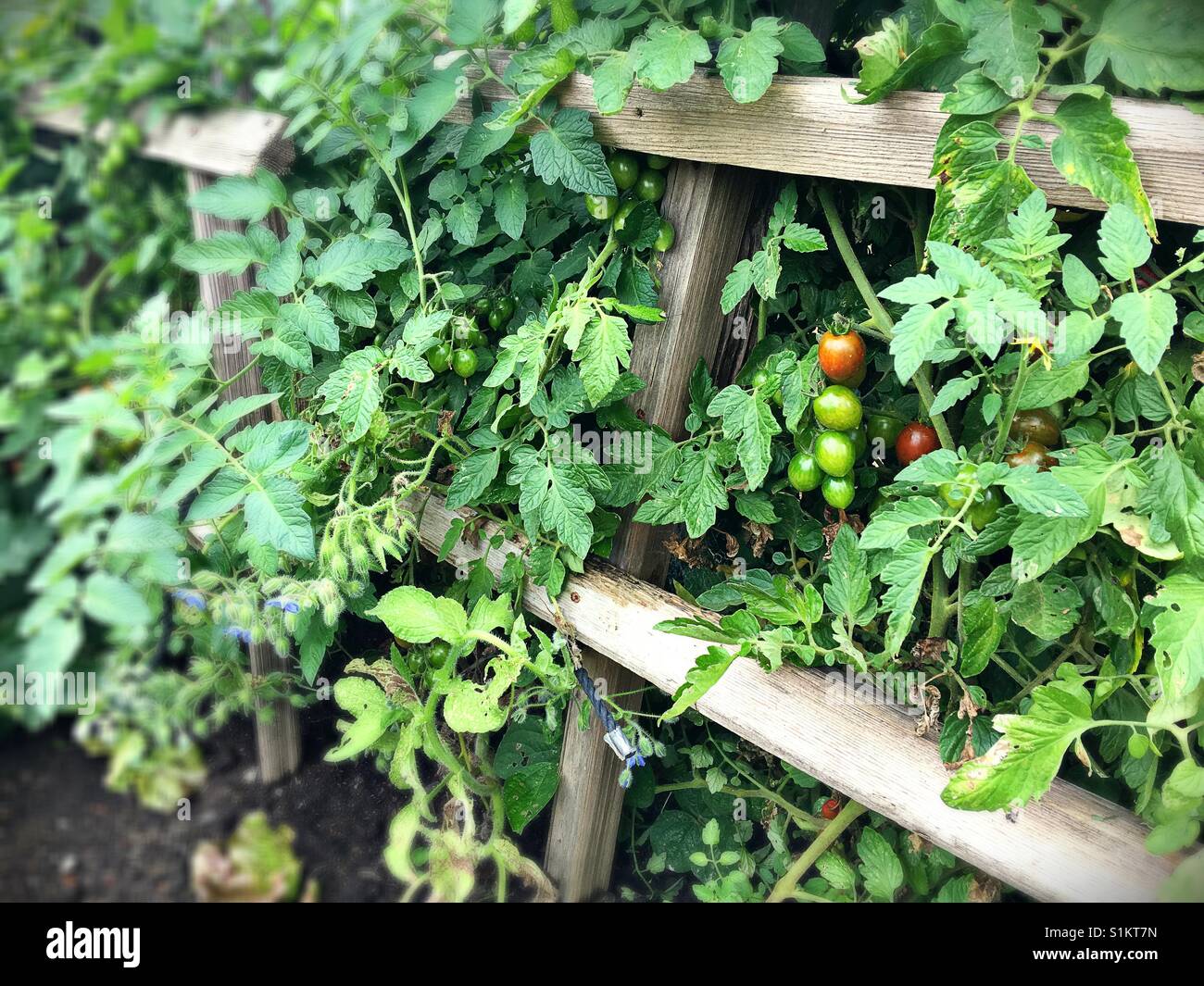 Growing tomatoes garden hi-res stock photography and images - Alamy