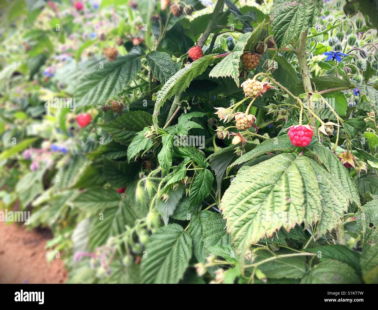 Raspberries Growing High Resolution Stock Photography and Images - Alamy