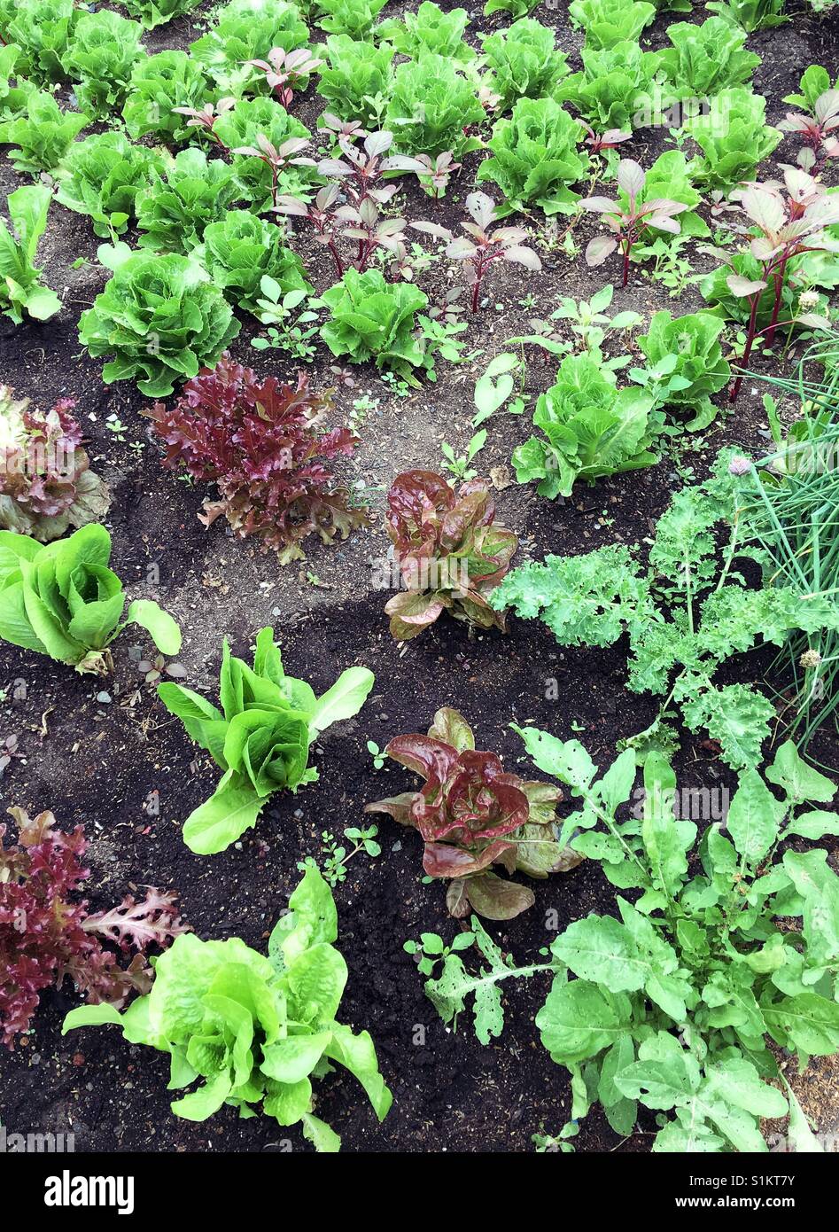 Growing Different Lettuce Varieties High Resolution Stock Photography ...