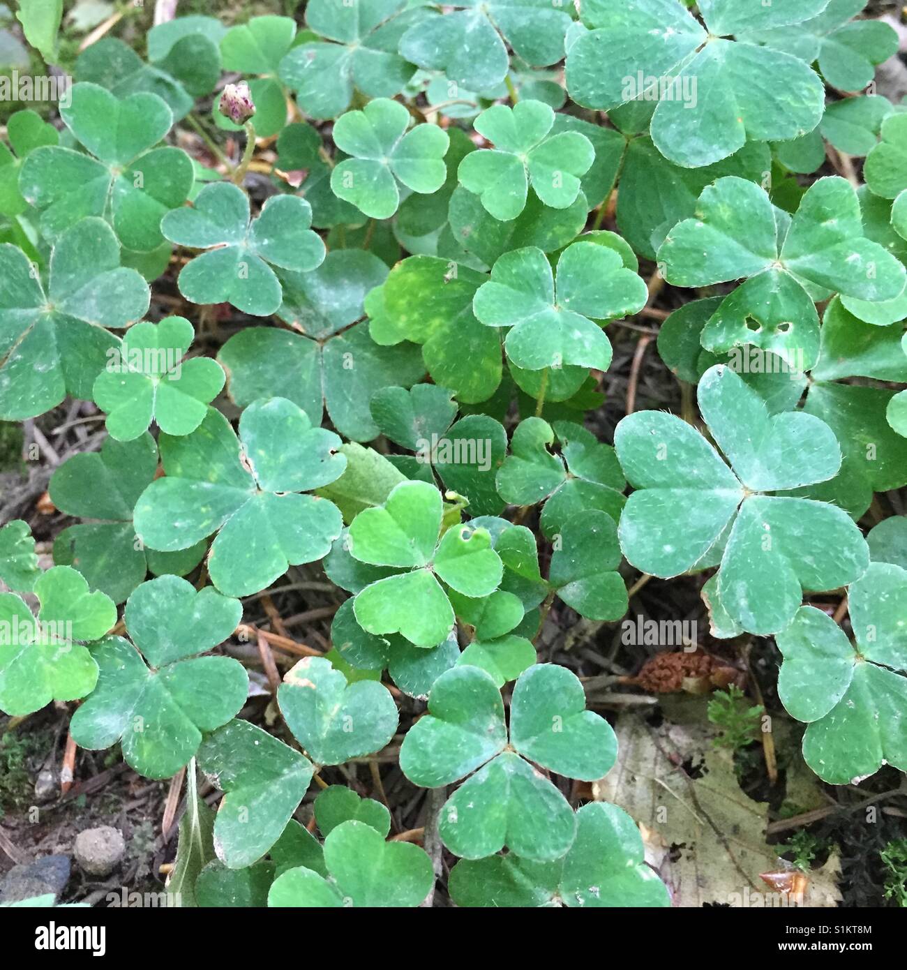 Bed of clover close up Stock Photo - Alamy
