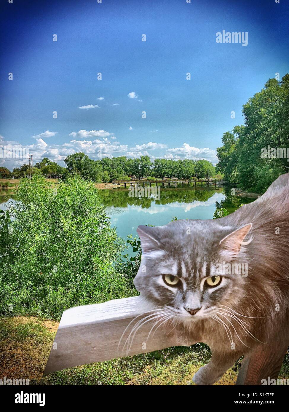 Cat on a rail hi-res stock photography and images - Alamy