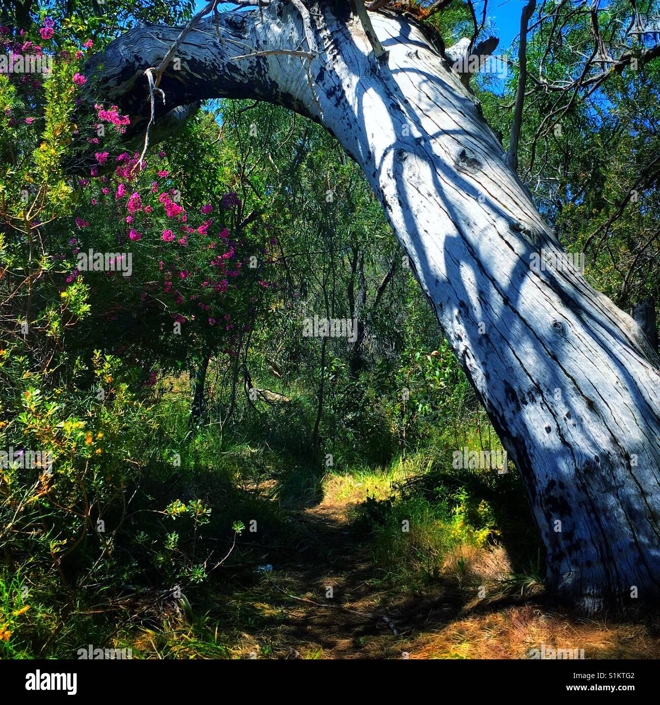 "Flowering plant growth supported by old bending tree Stock Photo - Alamy
