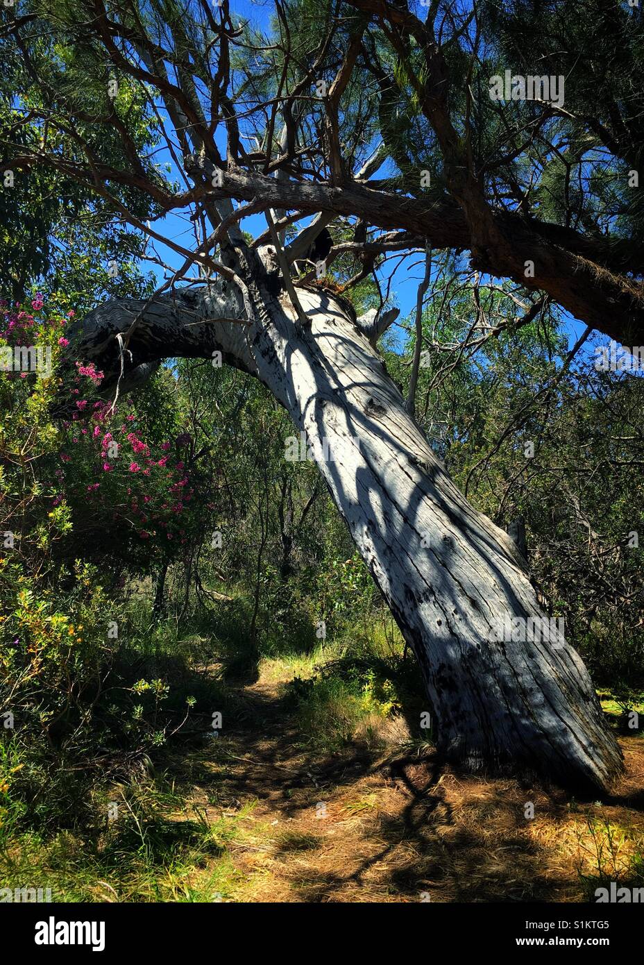 "Old bending tree supporting flowering plant growth Stock Photo - Alamy