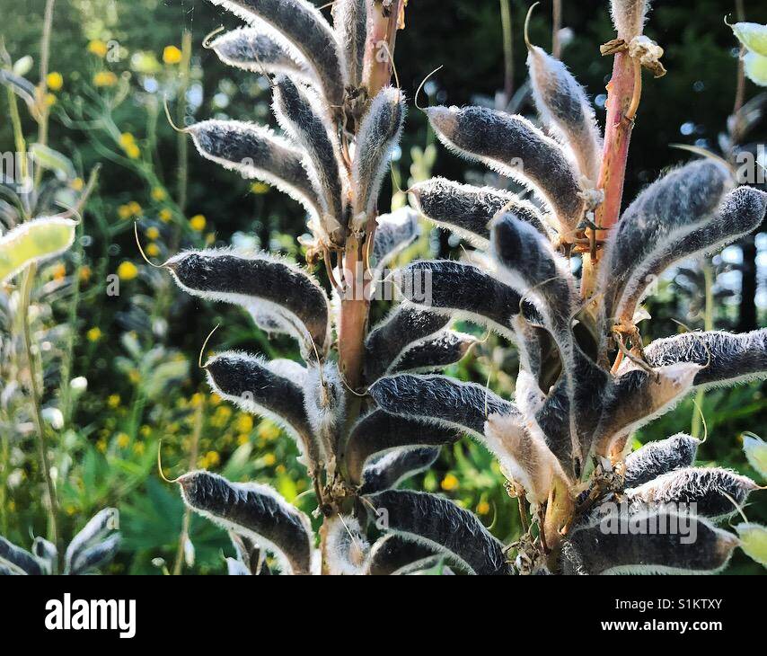 Furry Plant High Resolution Stock Photography and Images - Alamy