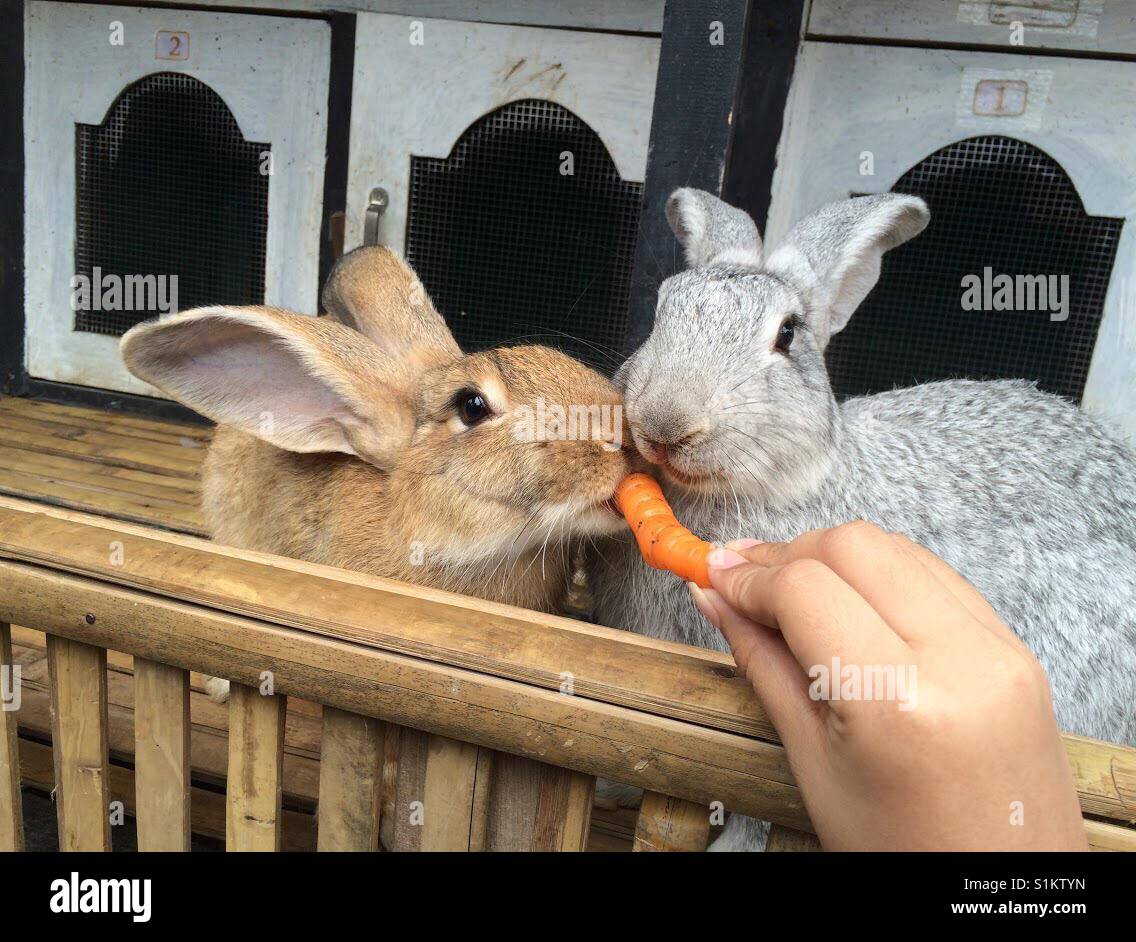 Feed Rabbits to Eat Carrot Stock Photo - Alamy