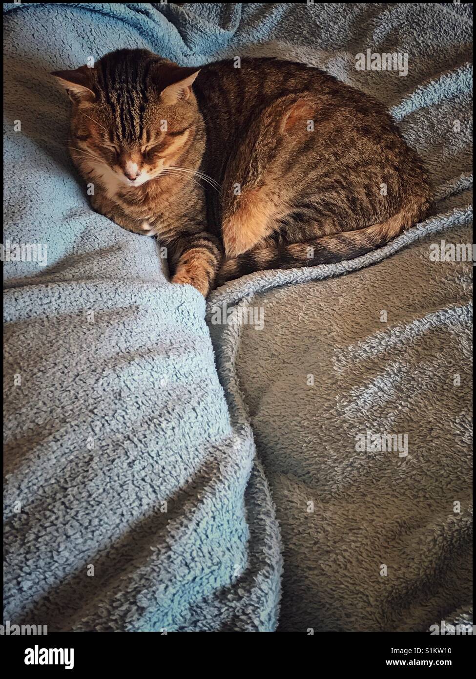 Cat sleeping on bed Stock Photo - Alamy