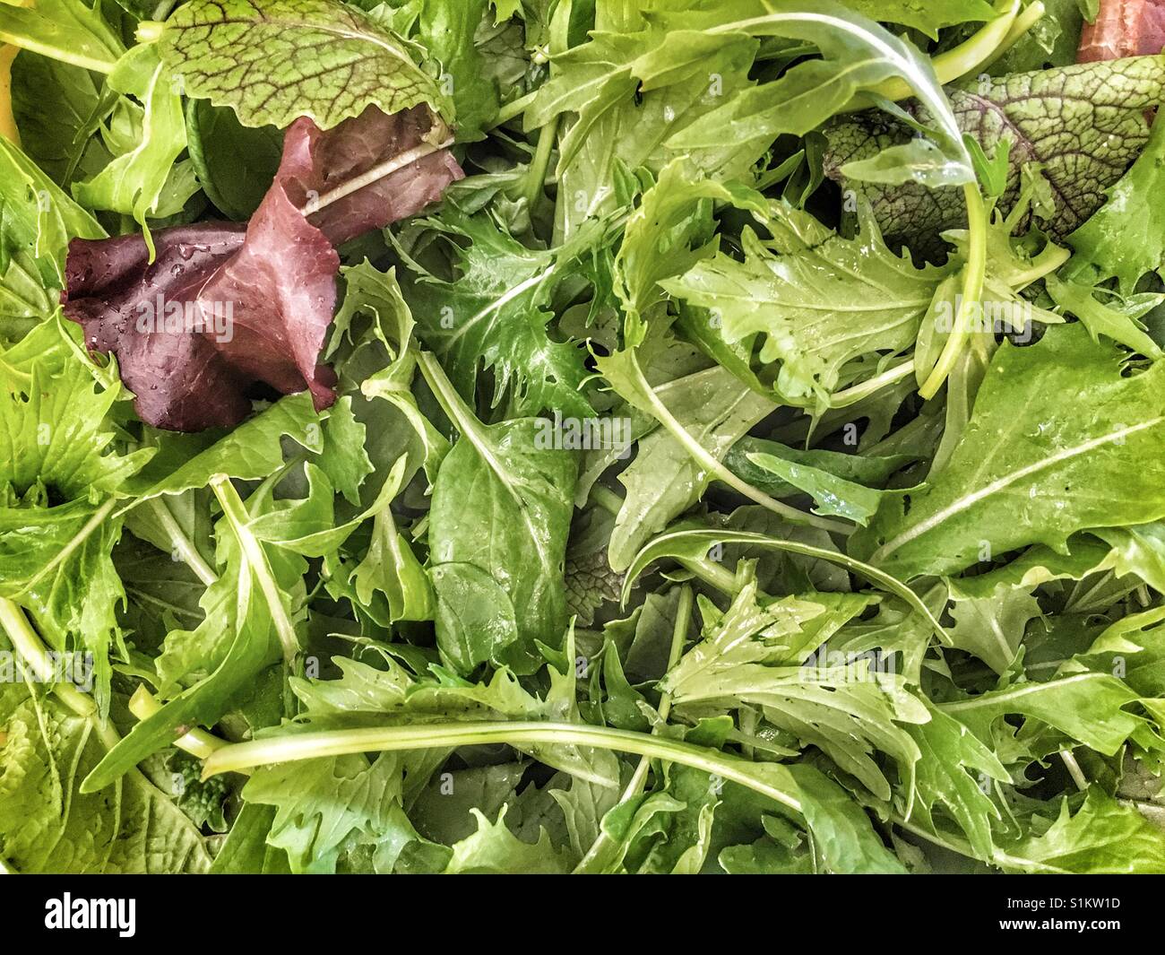 Mixed salad leaves hi-res stock photography and images - Alamy