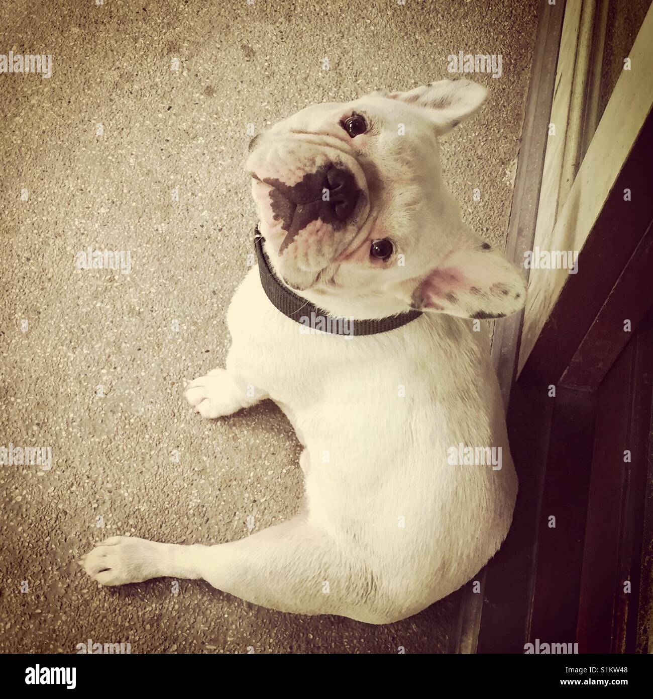 Doubtful Dog High Resolution Stock Photography and Images - Alamy