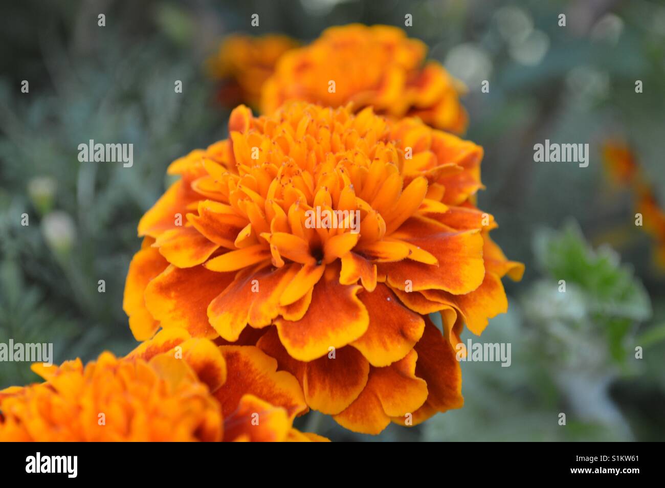 Crisp flower hi-res stock photography and images - Alamy