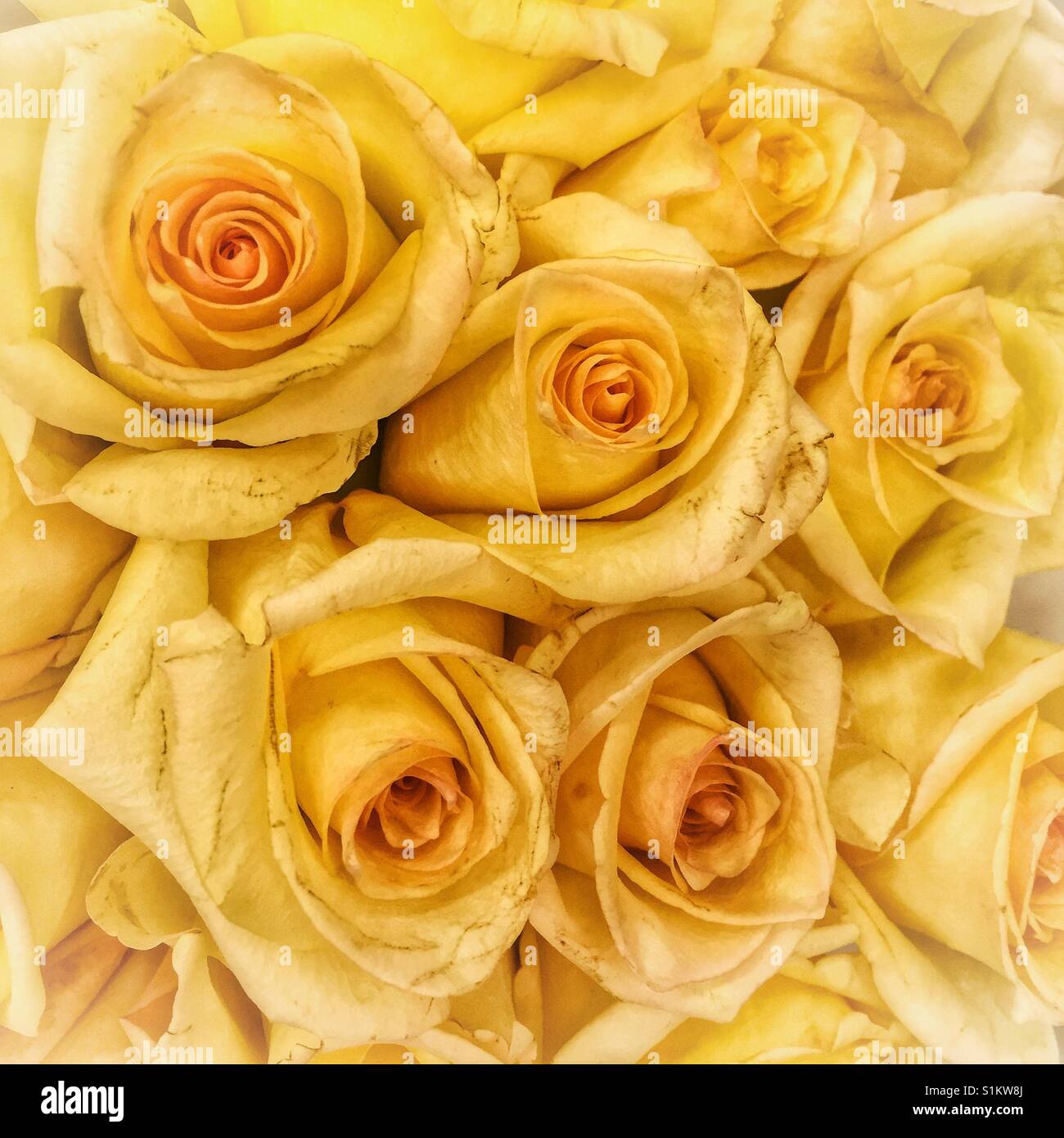 Long stem yellow roses hi-res stock photography and images - Alamy
