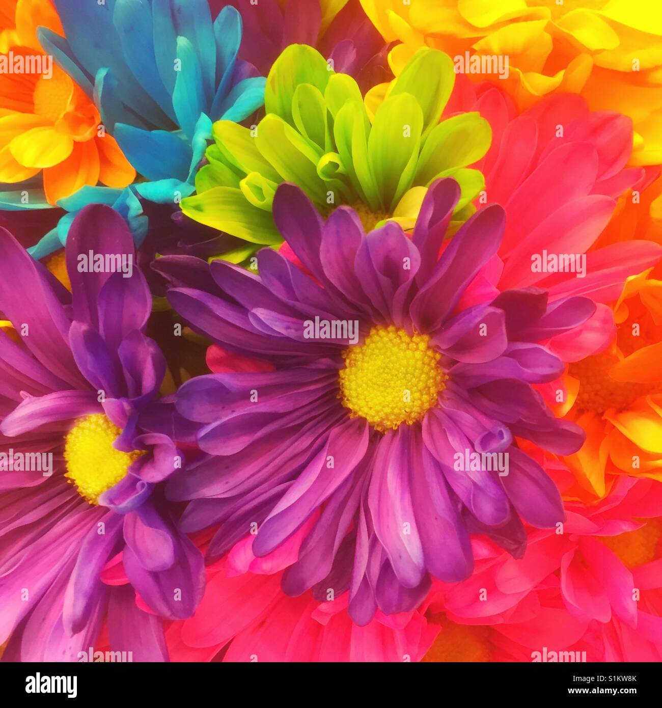 A bouquet of different coloured daisies Stock Photo - Alamy