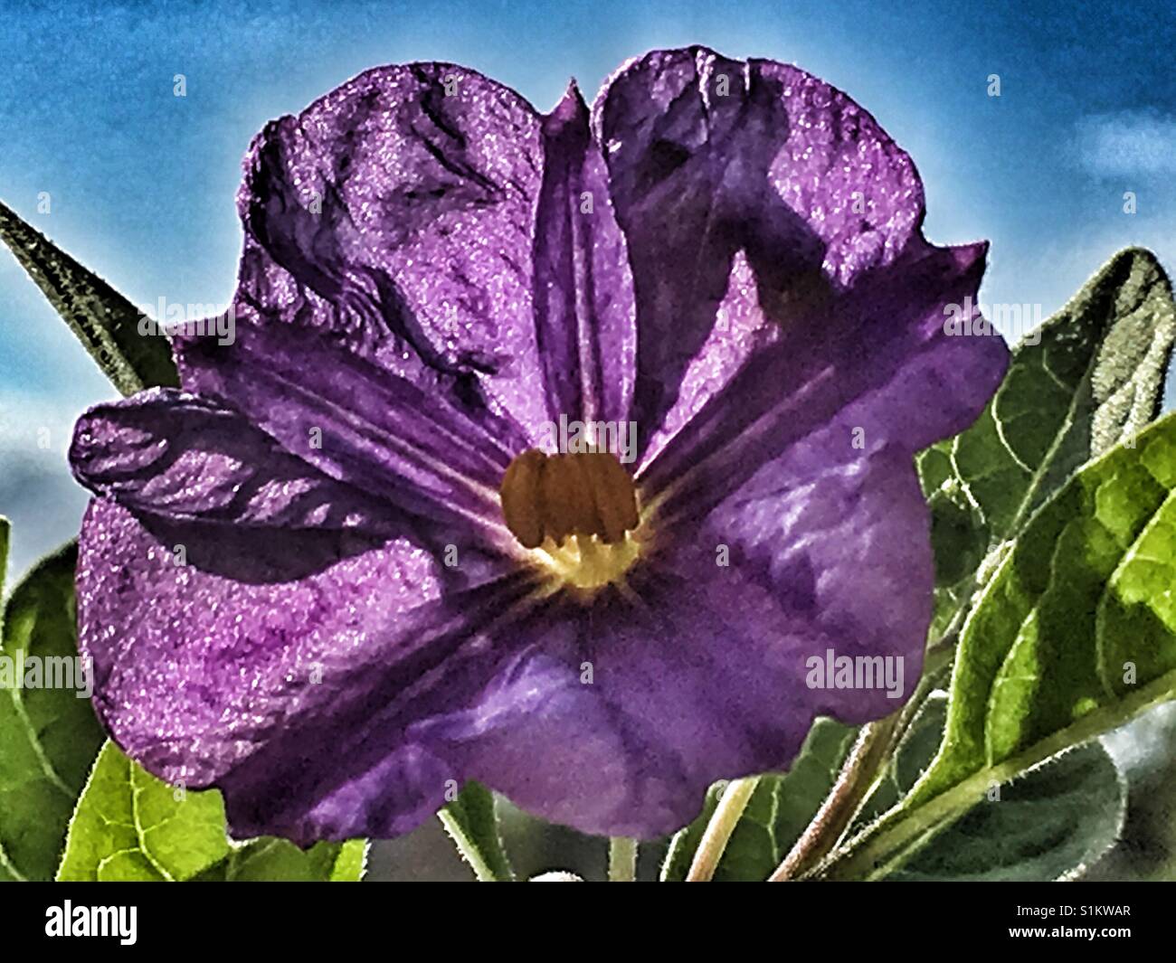 Blue Potato Bush Stock Photos & Blue Potato Bush Stock Images - Alamy