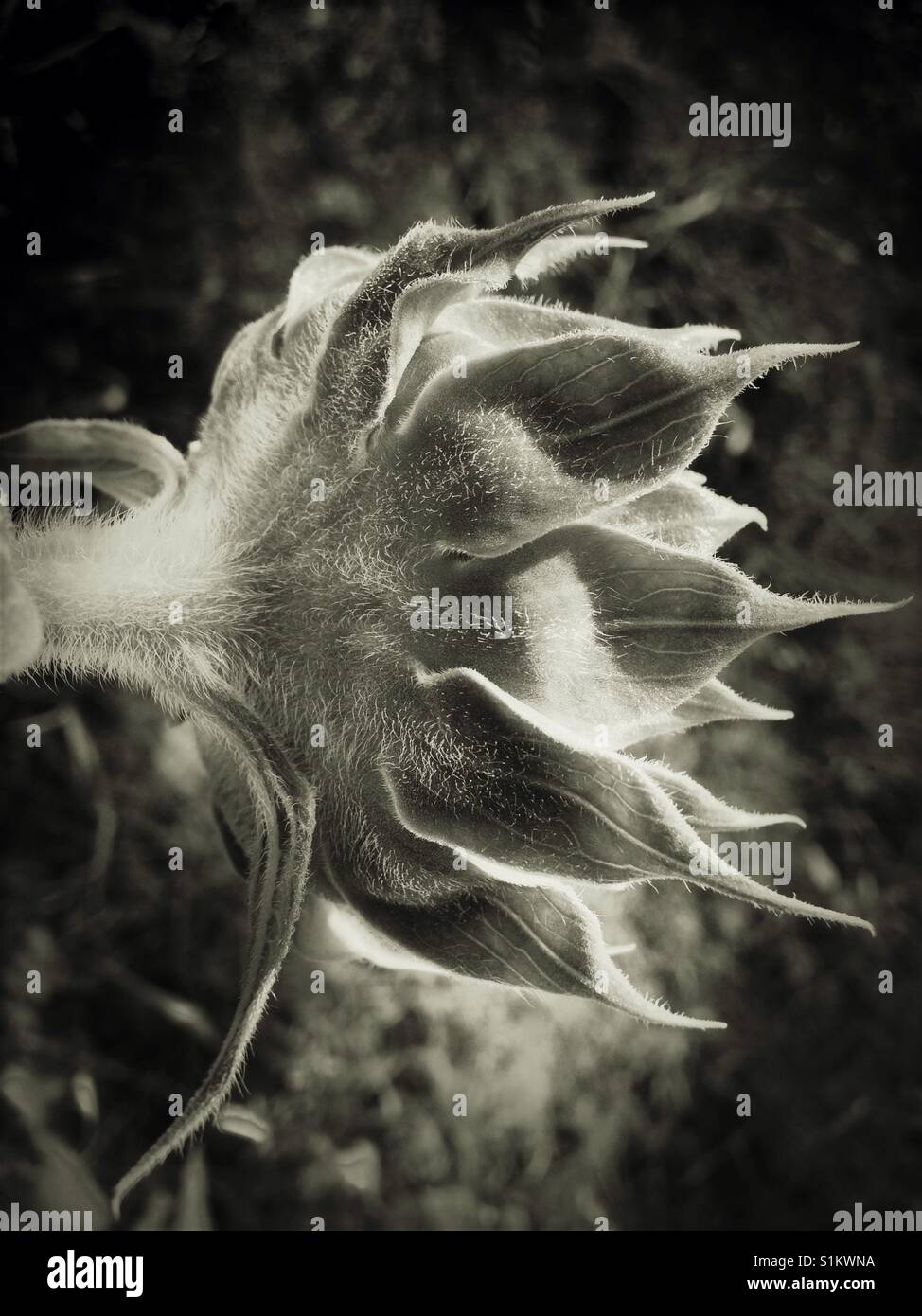 Back of sunflower hi-res stock photography and images - Alamy