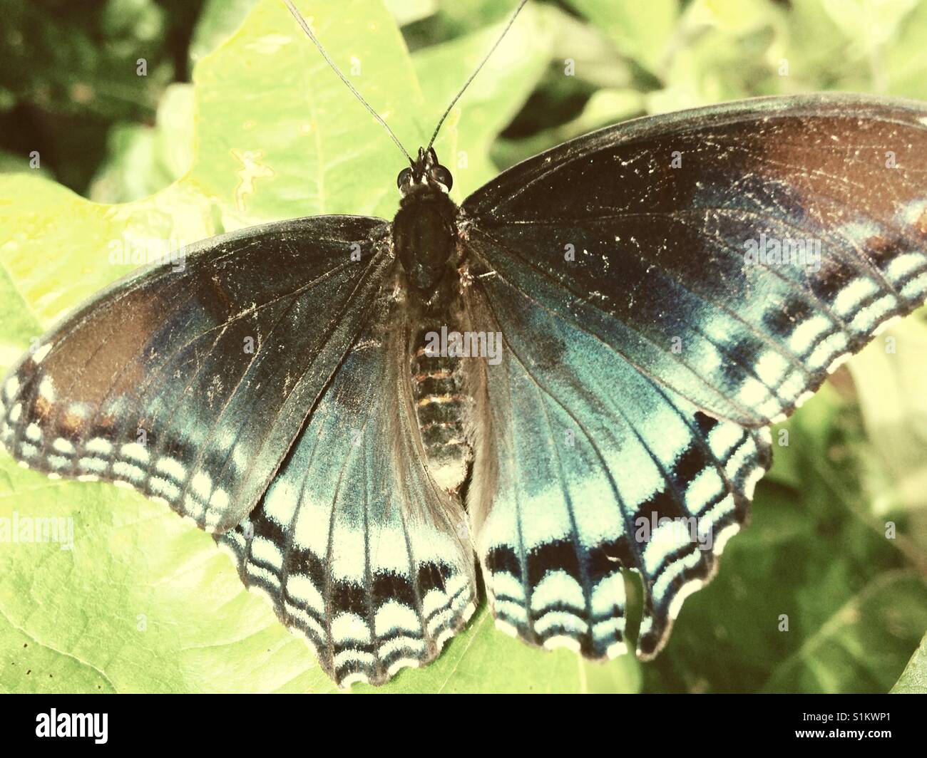 Limenitis arthemis butterfly on leaf in North Carolina backyard Stock ...
