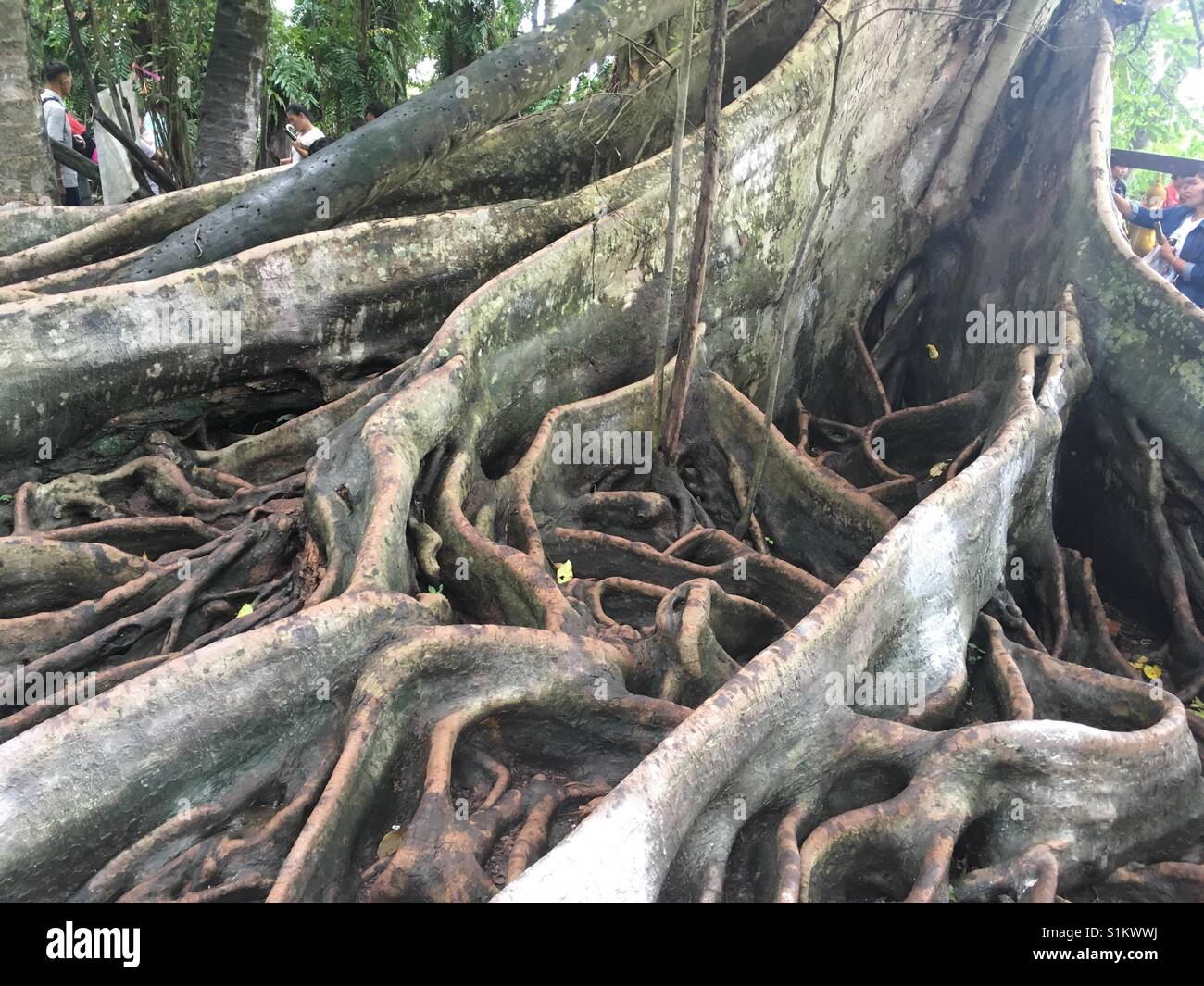 Big root tree hi-res stock photography and images - Alamy