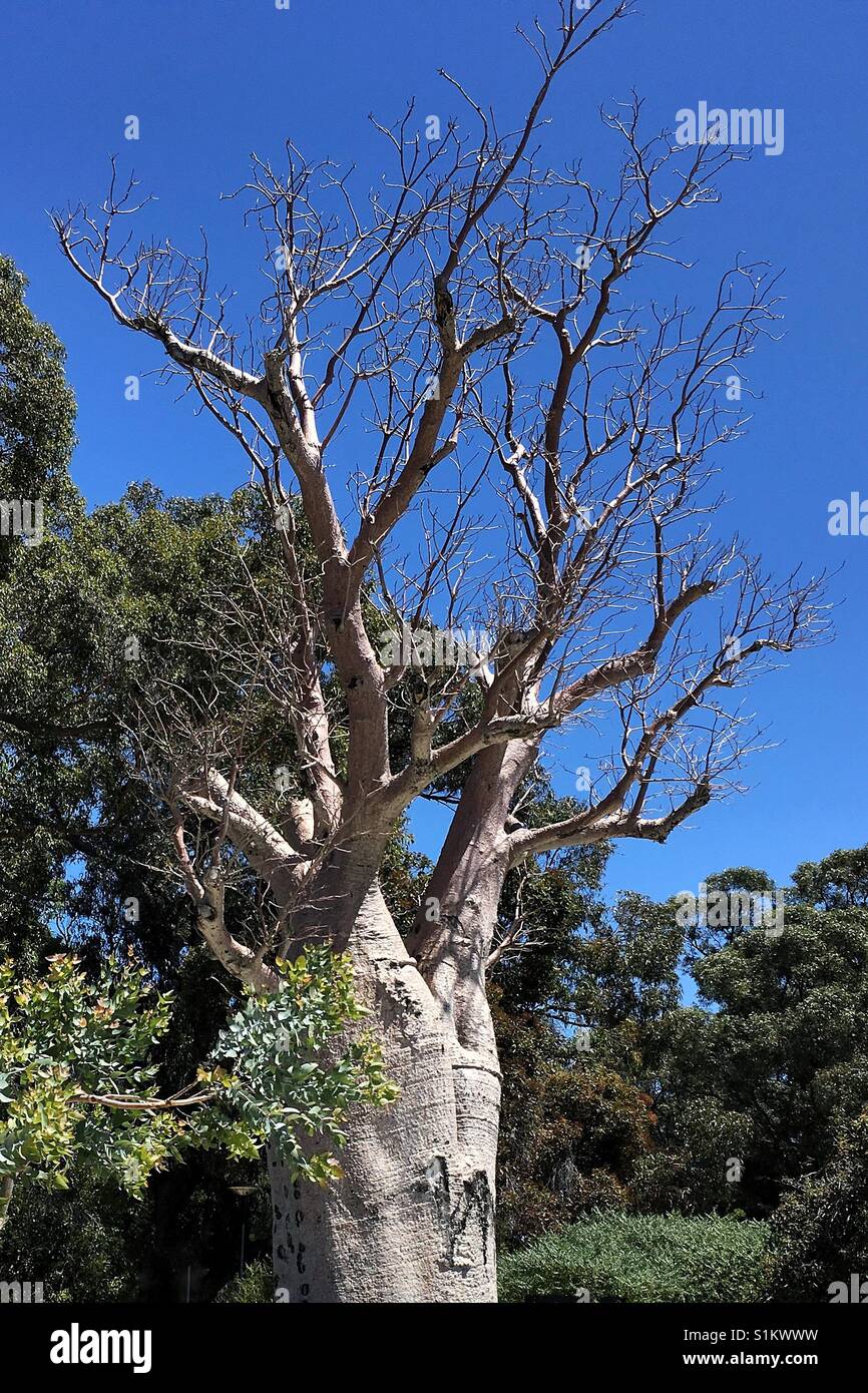 Boab tree hi-res stock photography and images - Alamy