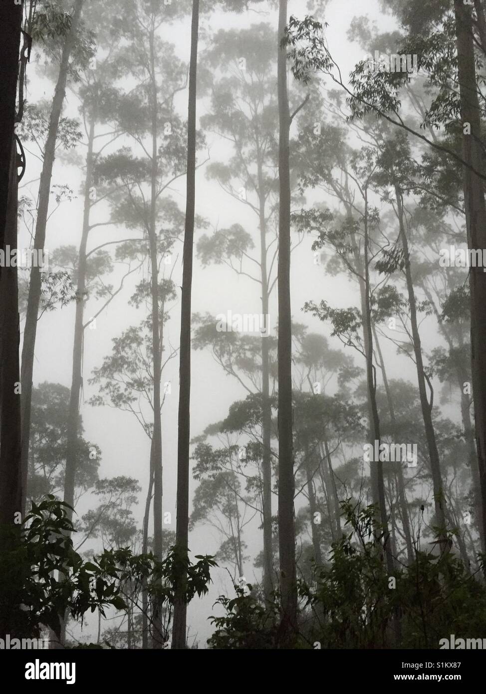 Trees in fog Stock Photo - Alamy