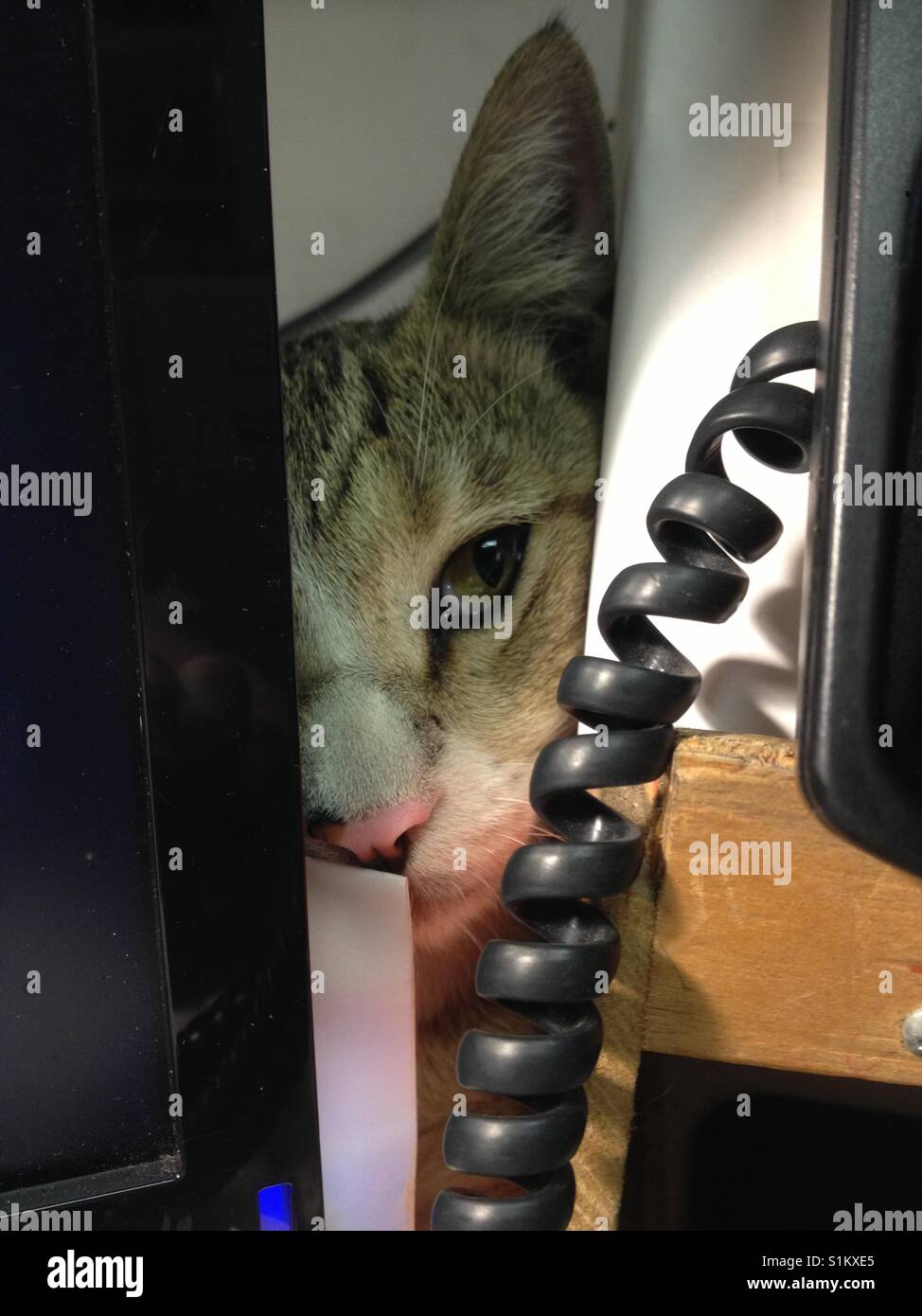 Peeping Cat Stock Photos & Peeping Cat Stock Images - Alamy