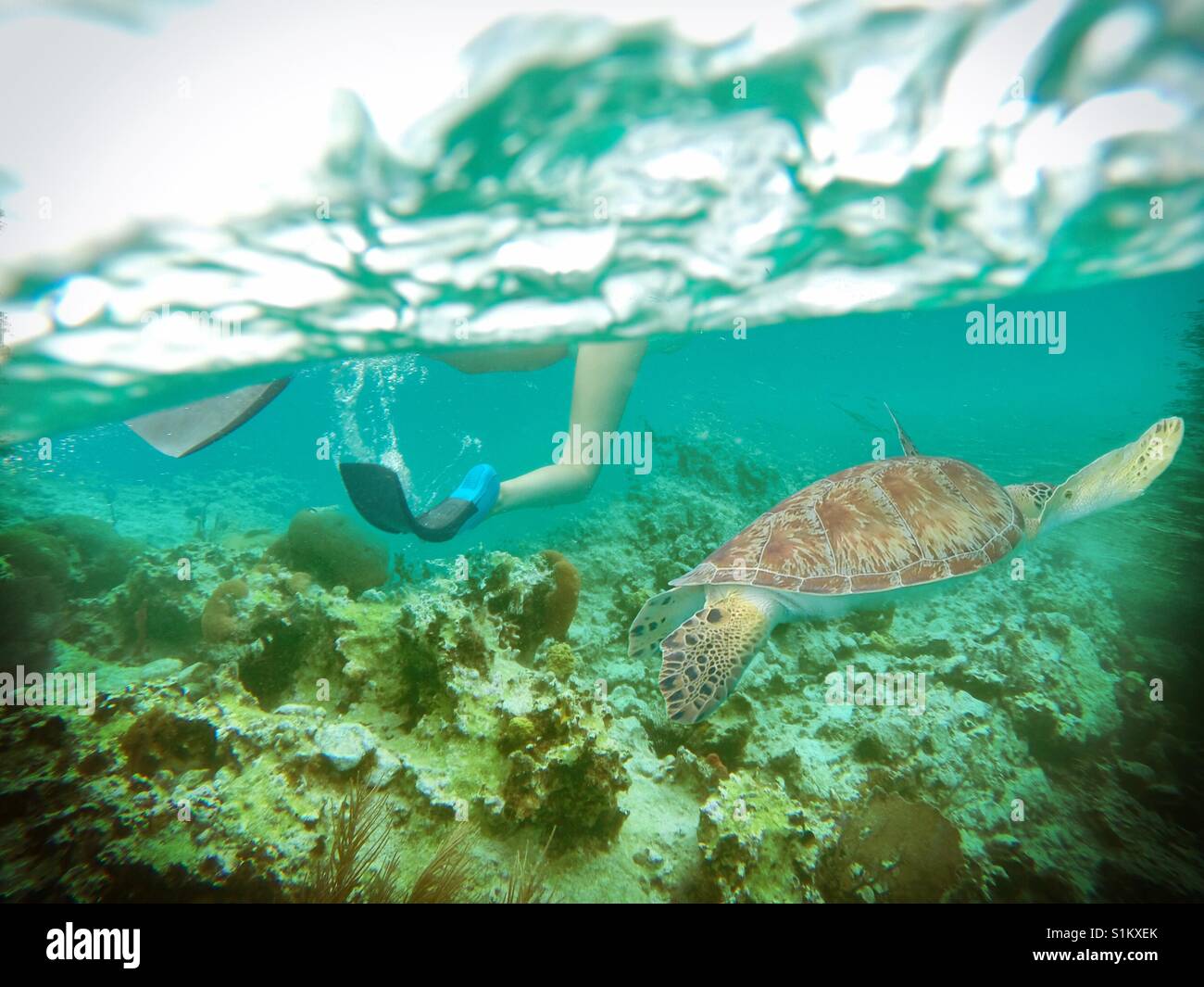 Swimming with the sea turtles Stock Photo - Alamy