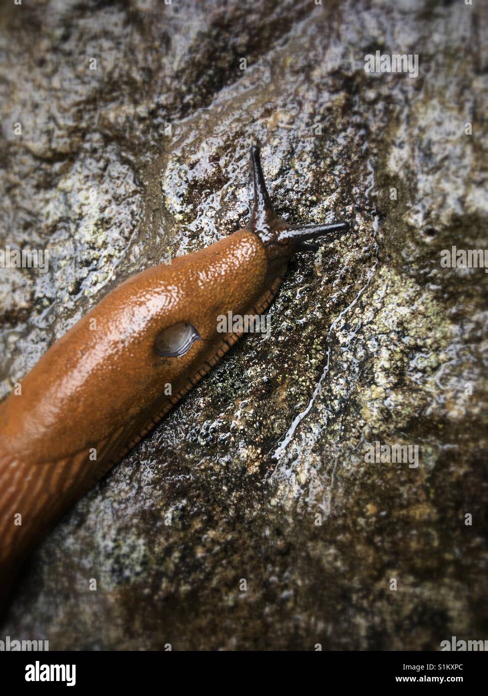 Closeup slug on wet hi-res stock photography and images - Alamy