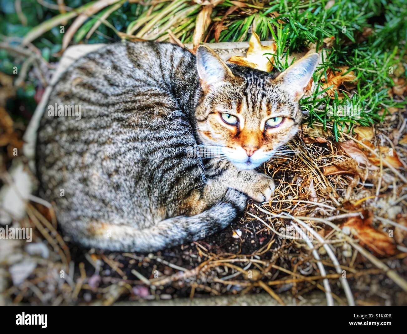 Tabby cat in an English country garden Stock Photo - Alamy