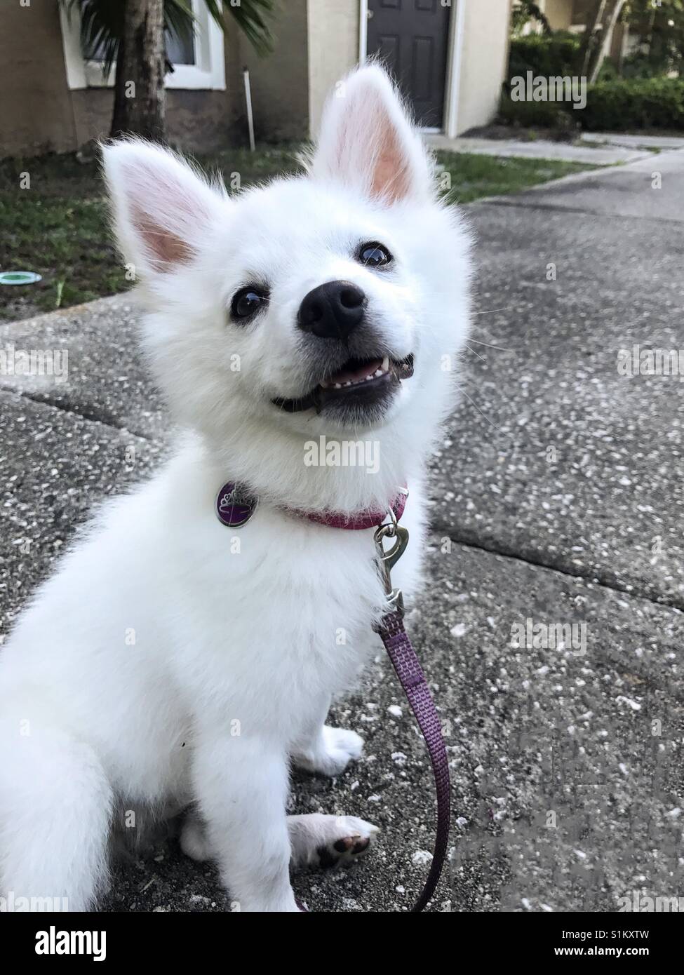 Eskie hi-res stock photography and images - Alamy