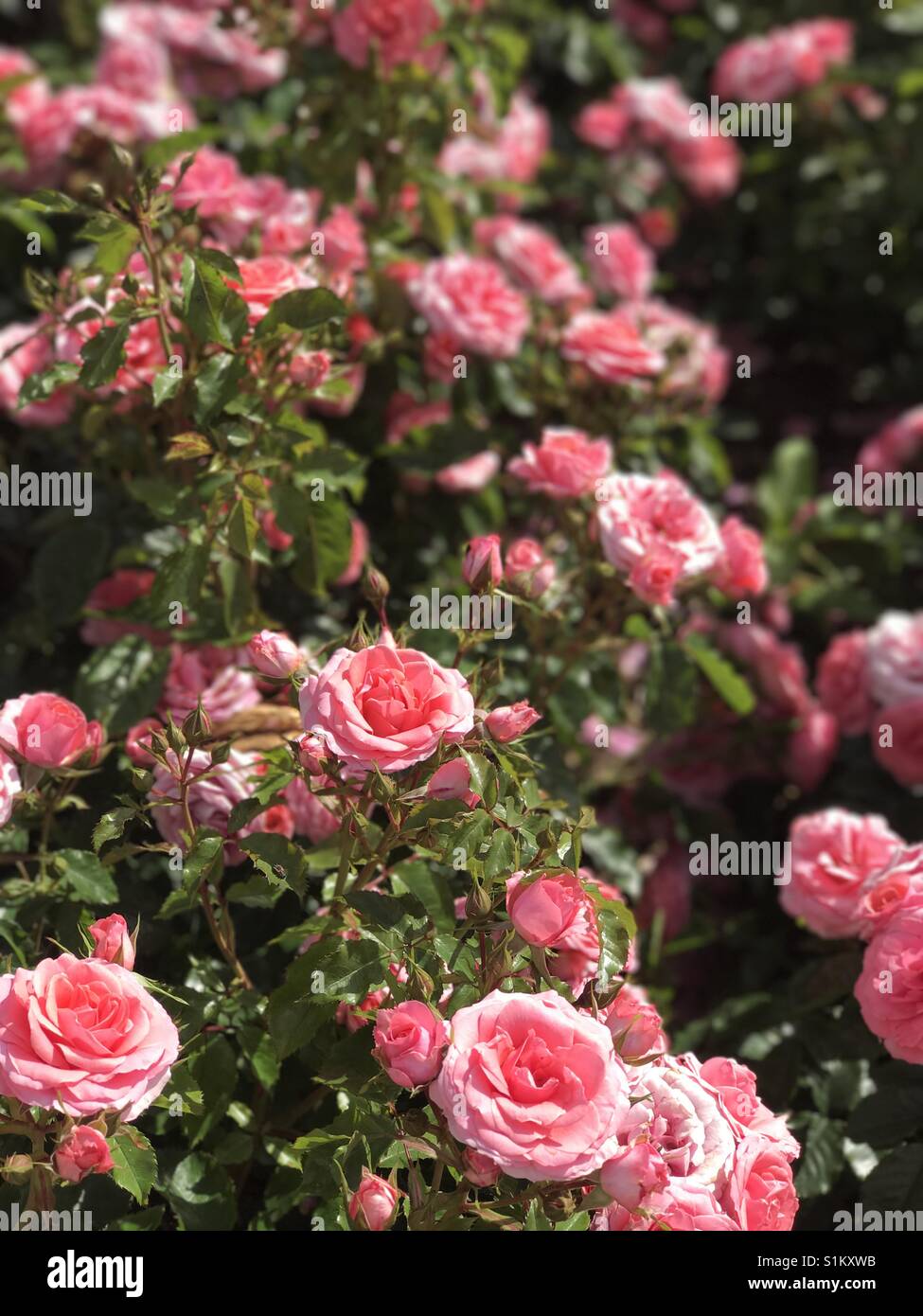 Roses in bloom hi-res stock photography and images - Alamy