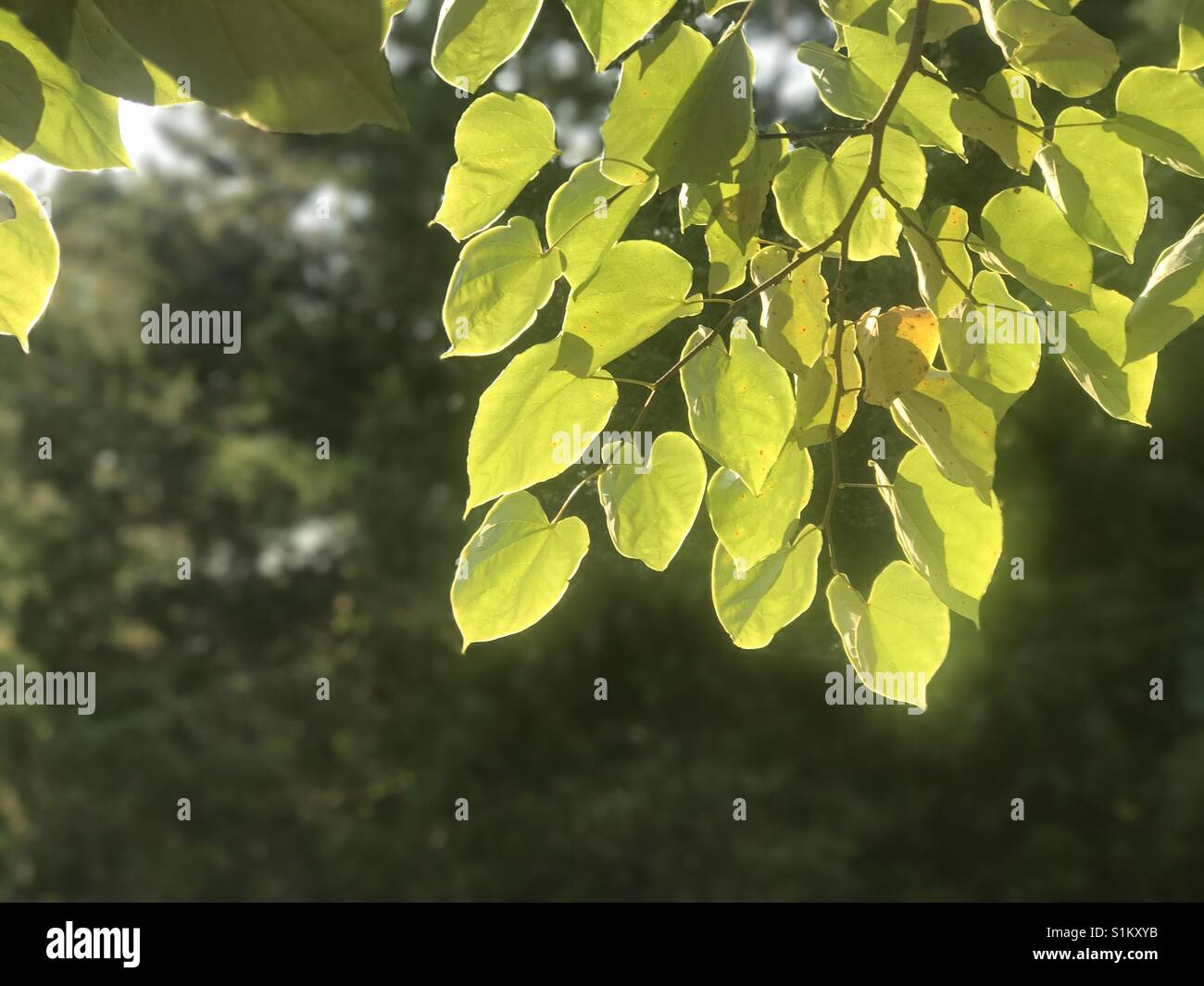 Sunlit Leaves Stock Photos & Sunlit Leaves Stock Images - Alamy