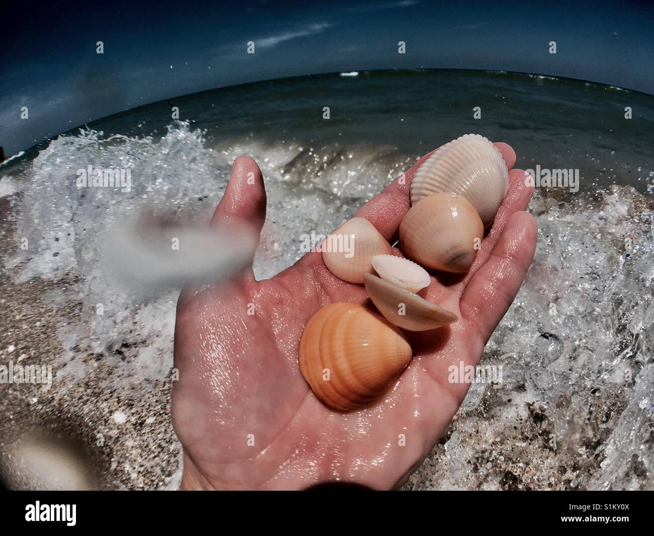 Giant shells hi-res stock photography and images - Alamy