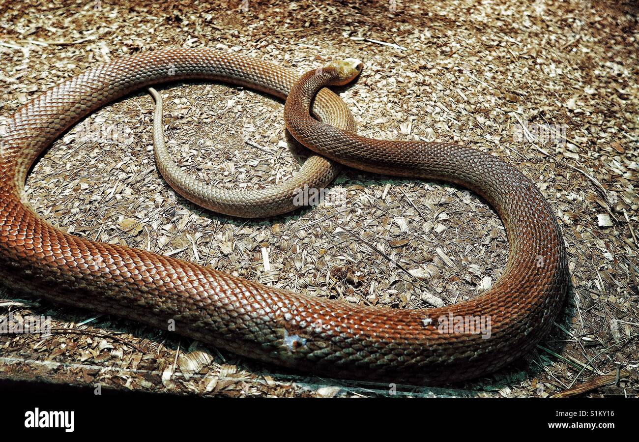Adler snake hi-res stock photography and images - Alamy