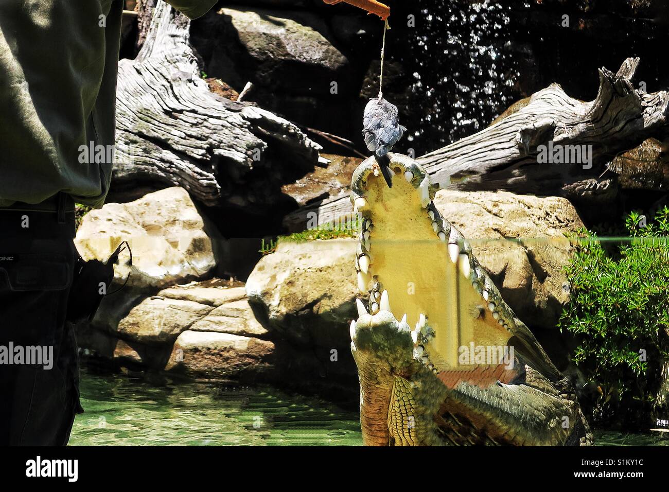 Real crocodile hi-res stock photography and images - Alamy