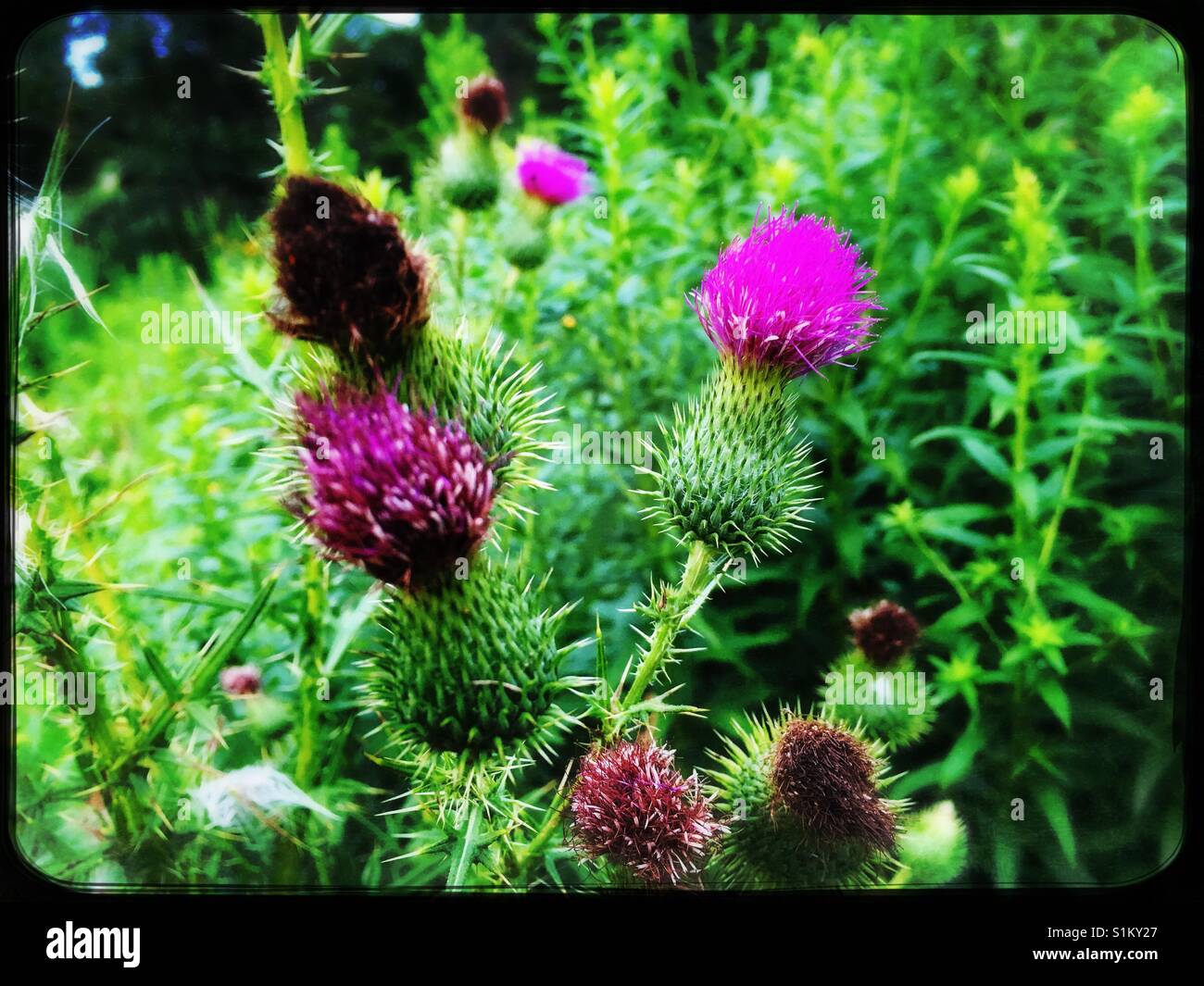 Wild thistles in field Stock Photo - Alamy