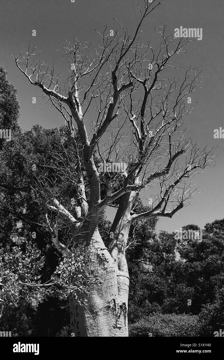 Old tree Black and White Stock Photos & Images - Alamy