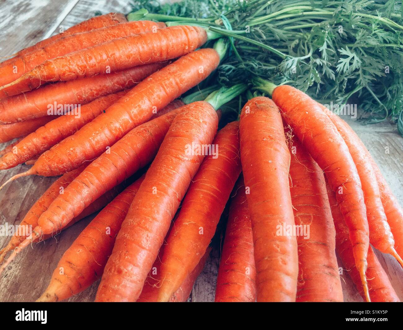 Freshly picked carrots, still with the green tops, tied in bunches ...