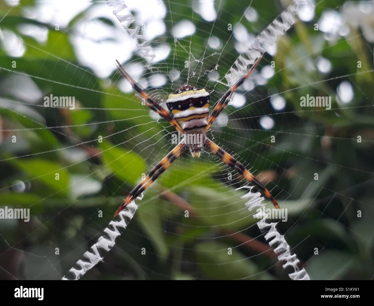 String spiderweb hi-res stock photography and images - Alamy