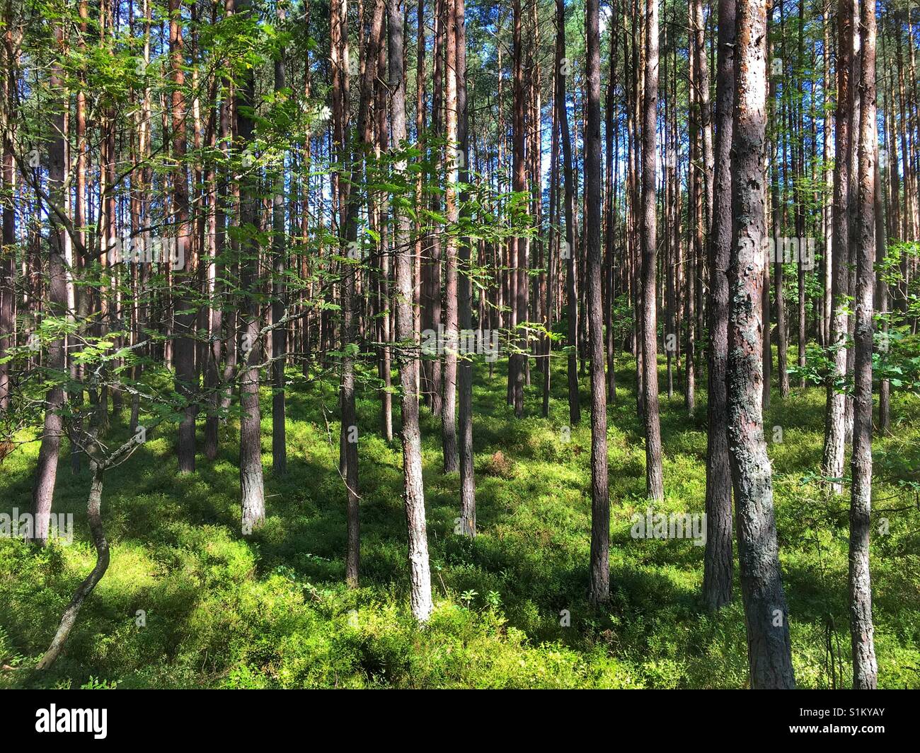 Magic forest hi-res stock photography and images - Alamy
