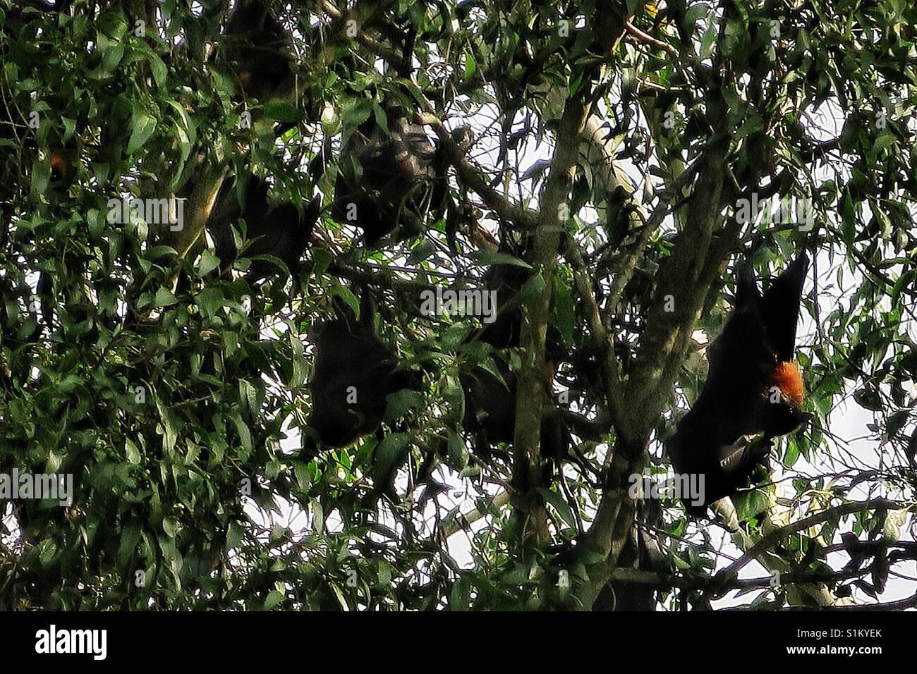 Flying foxes hi-res stock photography and images - Alamy