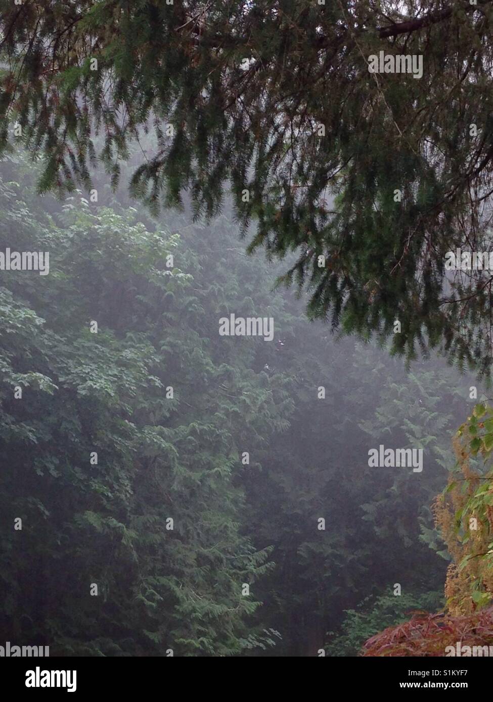 Morning fog among Evergreen trees. Nature at its best. Washington State ...