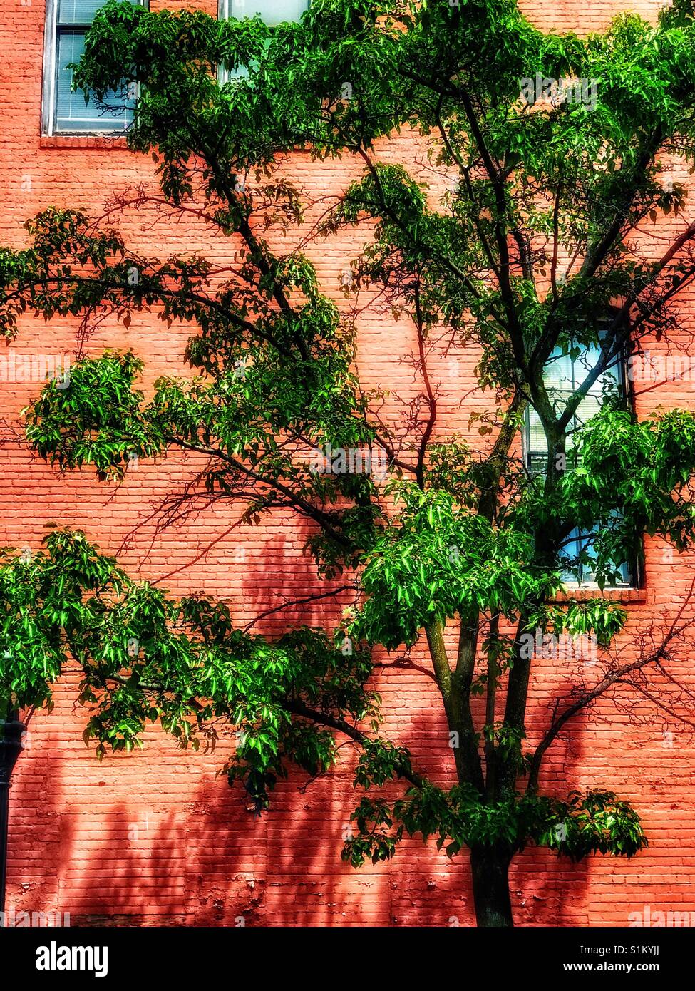 Tree in front of a red brick building Stock Photo - Alamy